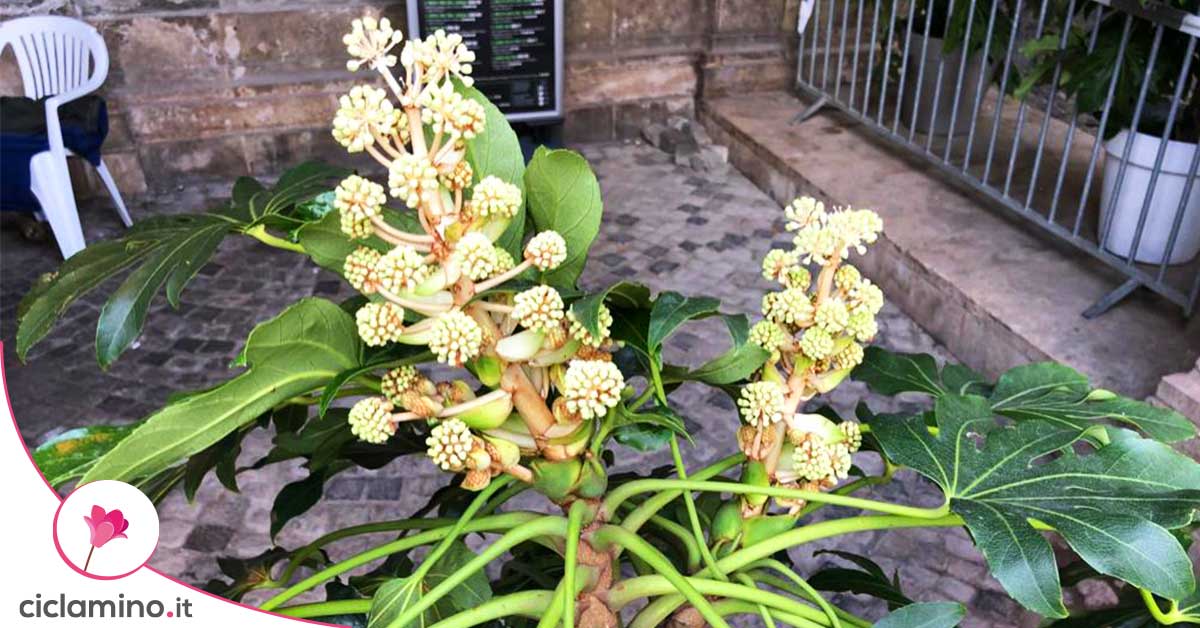 Ci ho messo tanto tempo ma sono riuscito a far fiorire un'Aralia e ti ...