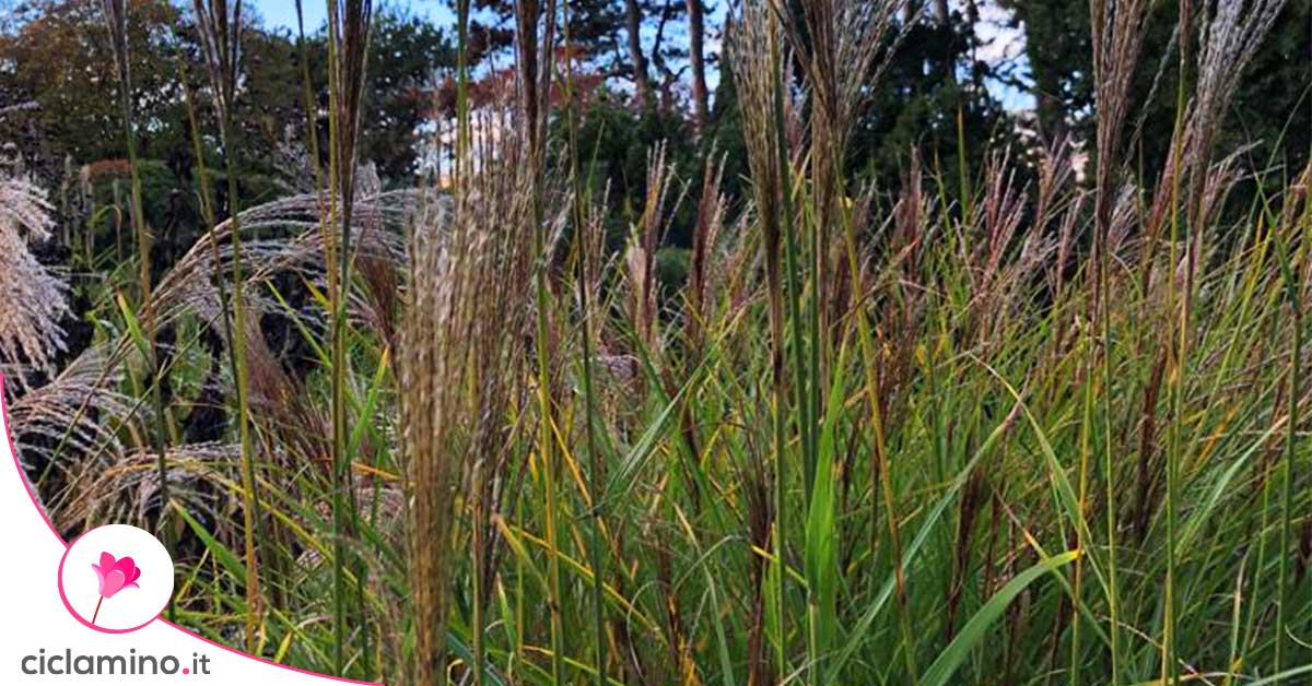 Cercavo una pianta decorativa e mi sono imbattuto nell'Eulalia, la ...