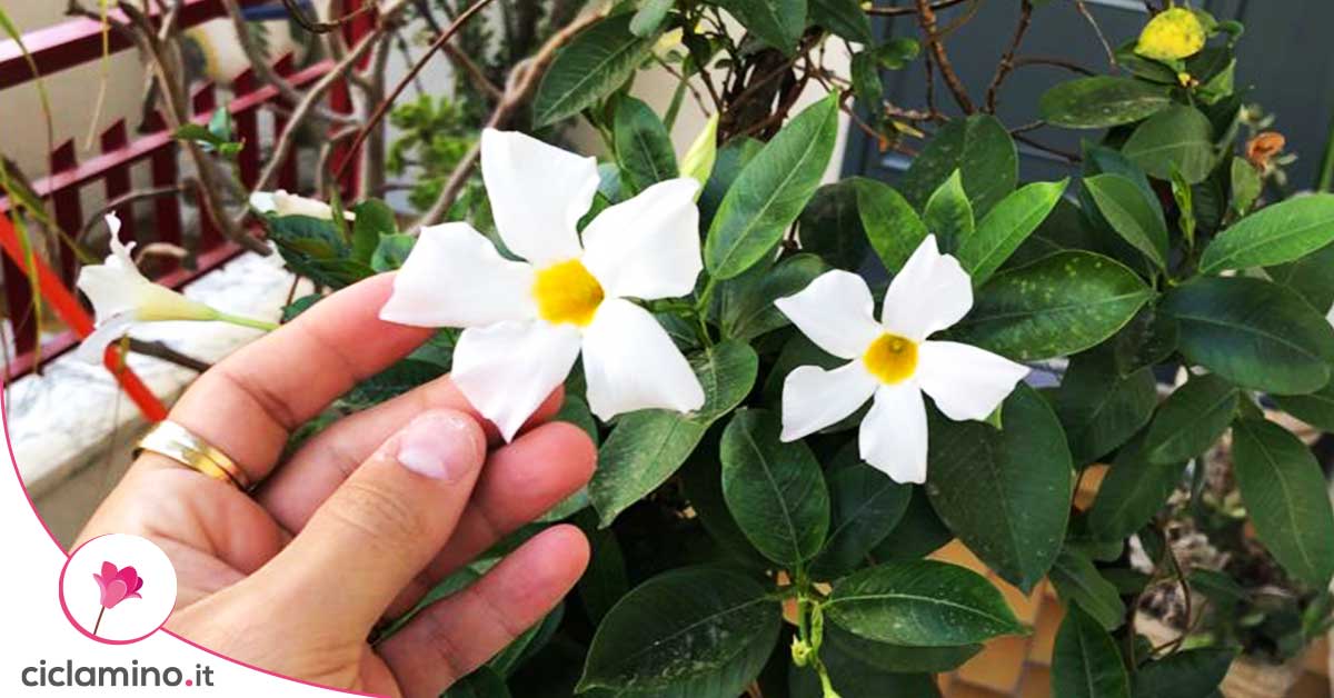 Non credere che curare le Piante sia dispendioso. Affidati a queste 3 ...