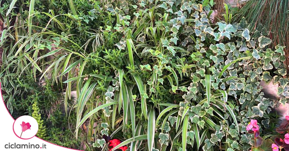 Per una Fioriera completa uso queste tre tipologie di piante: Pendente ...