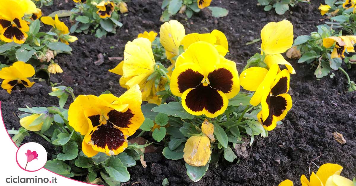 La Viola del pensiero non è durata nelle mie fioriere perché sbagliavo ...