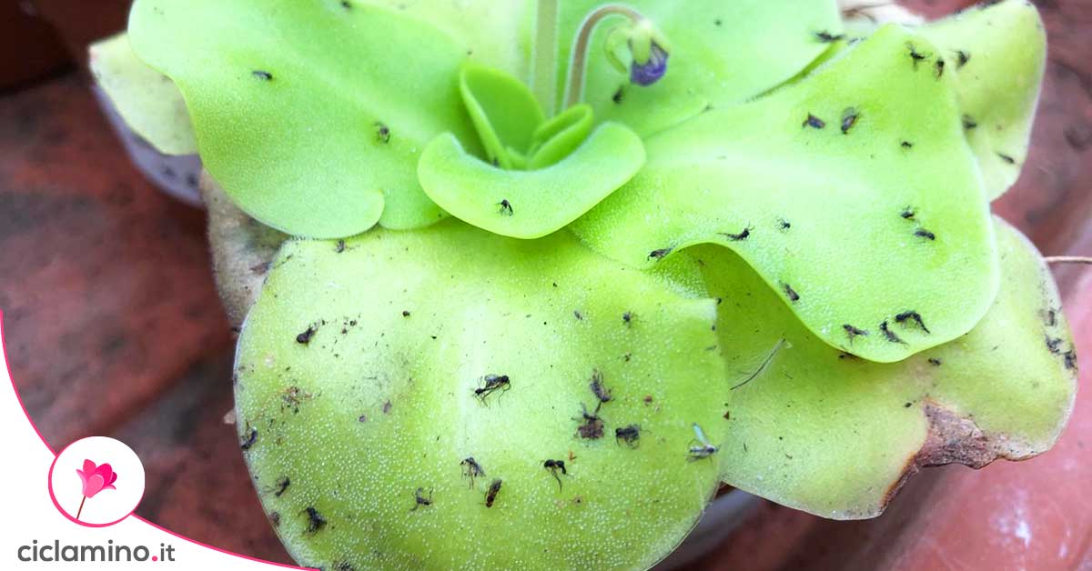 Ho cominciato a coltivare l'Erba Collosa, la pianta carnivora dalle ...