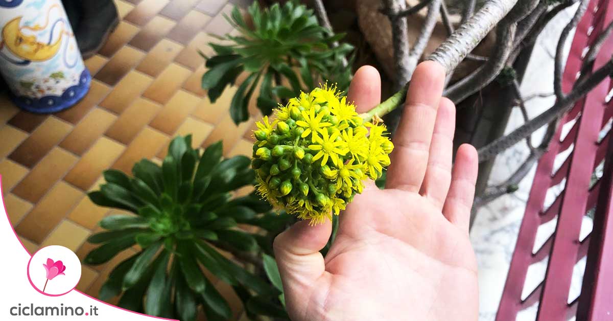 Sono riuscito a far fiorire l'Aeonium: ti spiego come ho fatto dopo ...