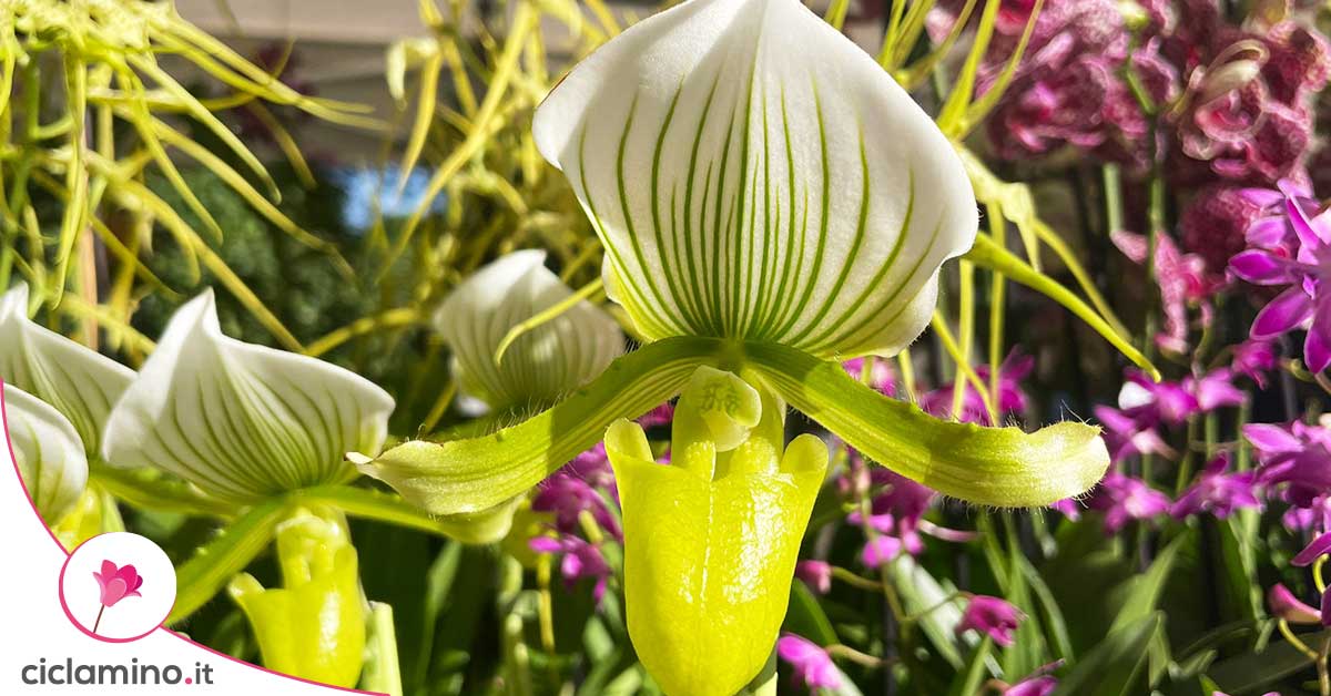 Per i più appassionati: le varietà di Orchidea di rara bellezza ...
