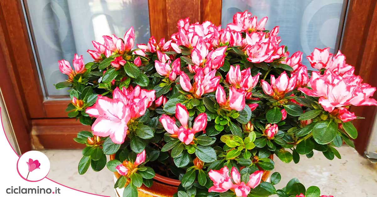 Se la cura dell'Azalea presenta queste 5 caratteristiche allora la ...