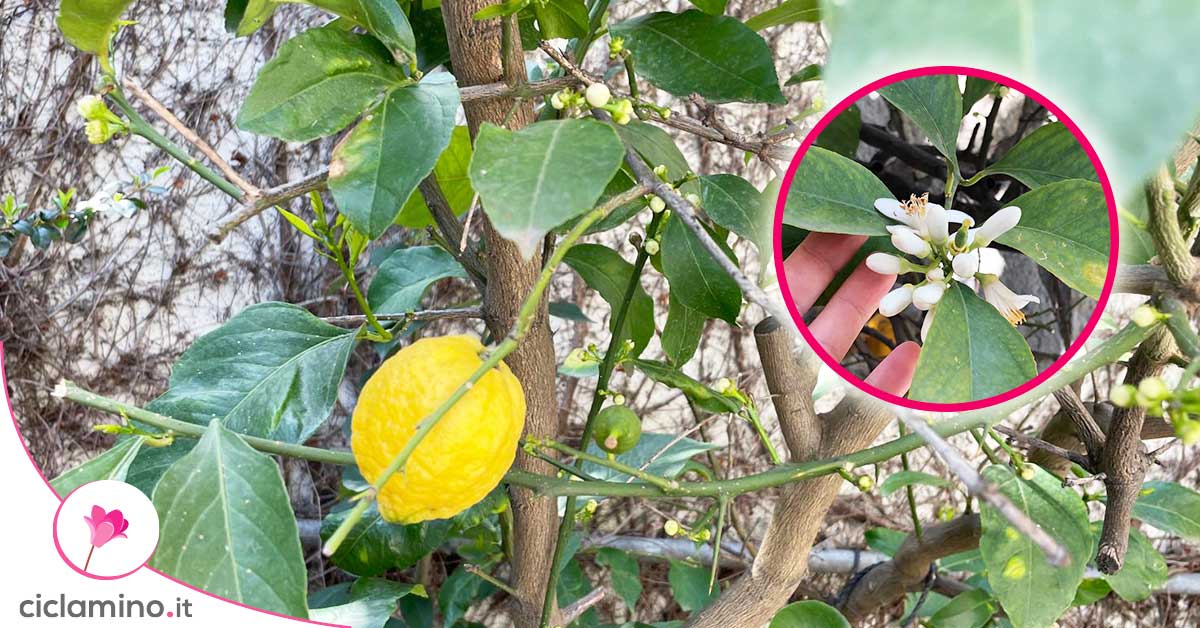 Cosa fare con la tua Pianta di Limone con l'arrivo della Primavera