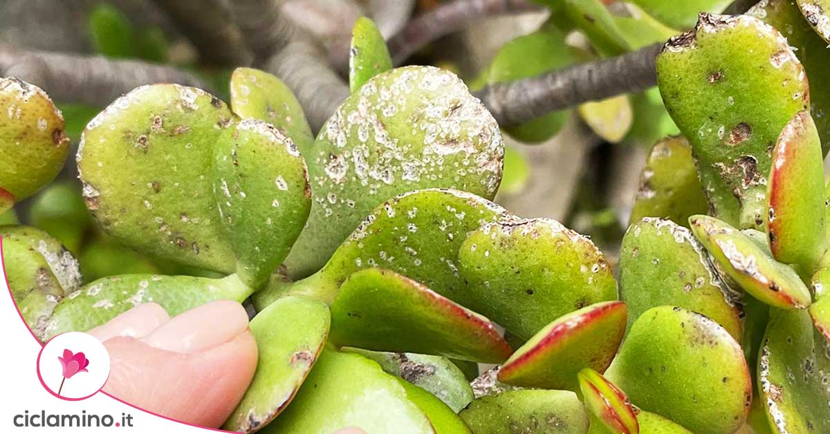 Cosa fare se l'Albero di Giada è stato danneggiato dagli agenti ...