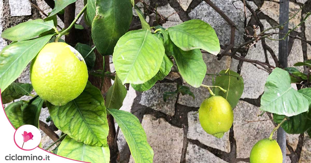 Quanta Acqua Serve al Limone? Innaffia in base al periodo