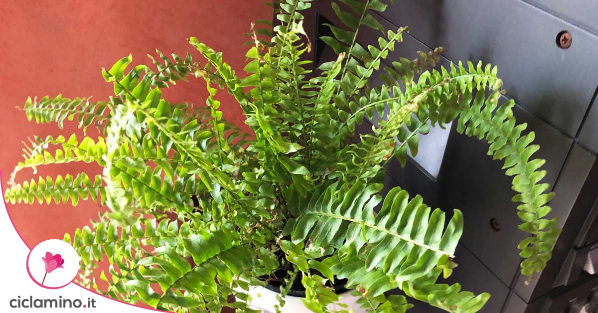 E' vero che la Felce cresce meglio in cucina?