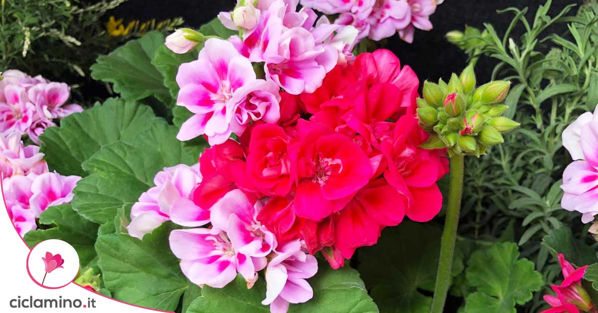 Tutto quello di cui ha bisogno il Geranio in Primavera