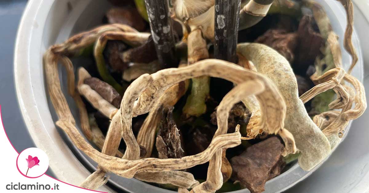 Cosa faccio con l'Orchidea quando le Radici sono completamente secche