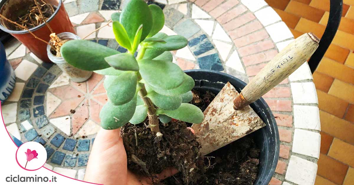 Come puoi ottenere tante piante nuove di Giada sia da una Foglia ...