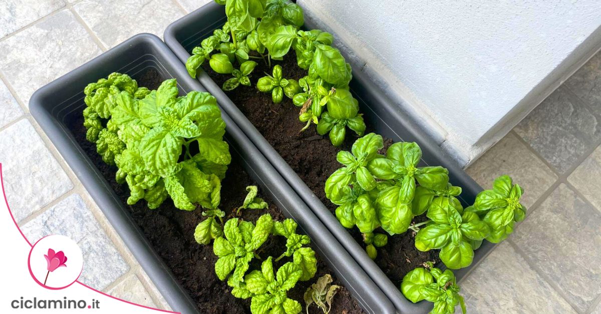 Basilico Riccio e quello Classico: ci sono differenze?