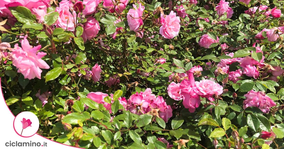 I Concimi migliori per avere Rose bellissime