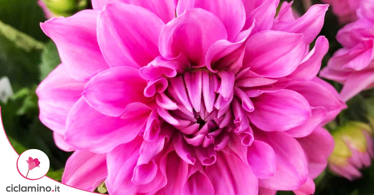 Di cosa ha bisogno la Dalia? Di queste poche cose semplici per vederla ...