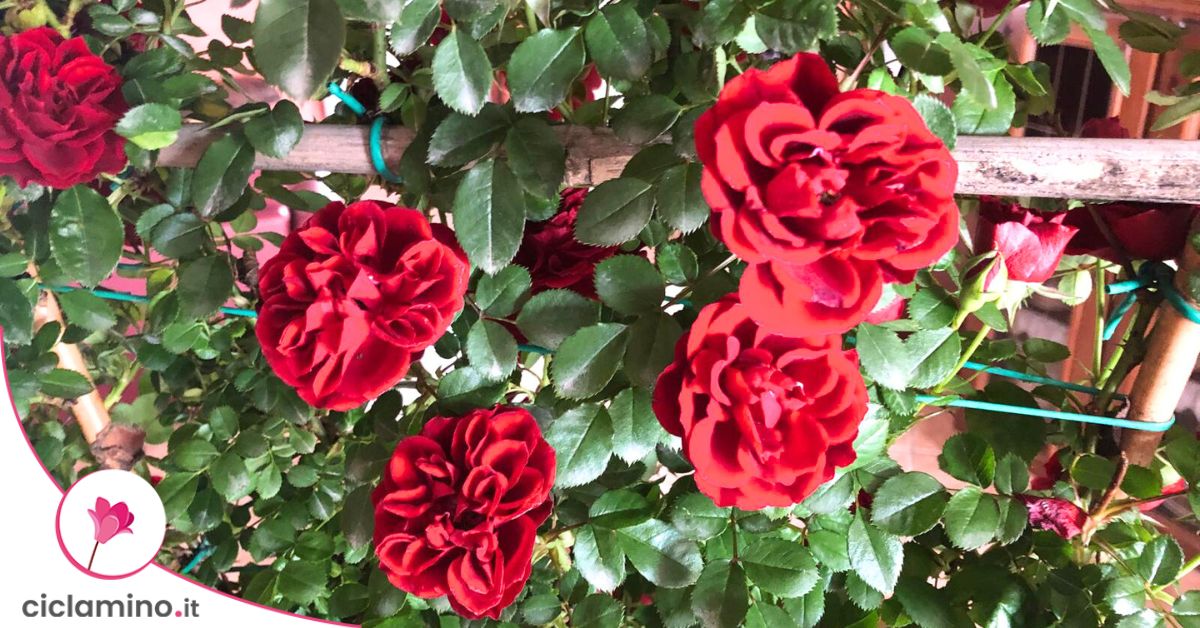 Gli Errori da non fare con le Rose in vaso