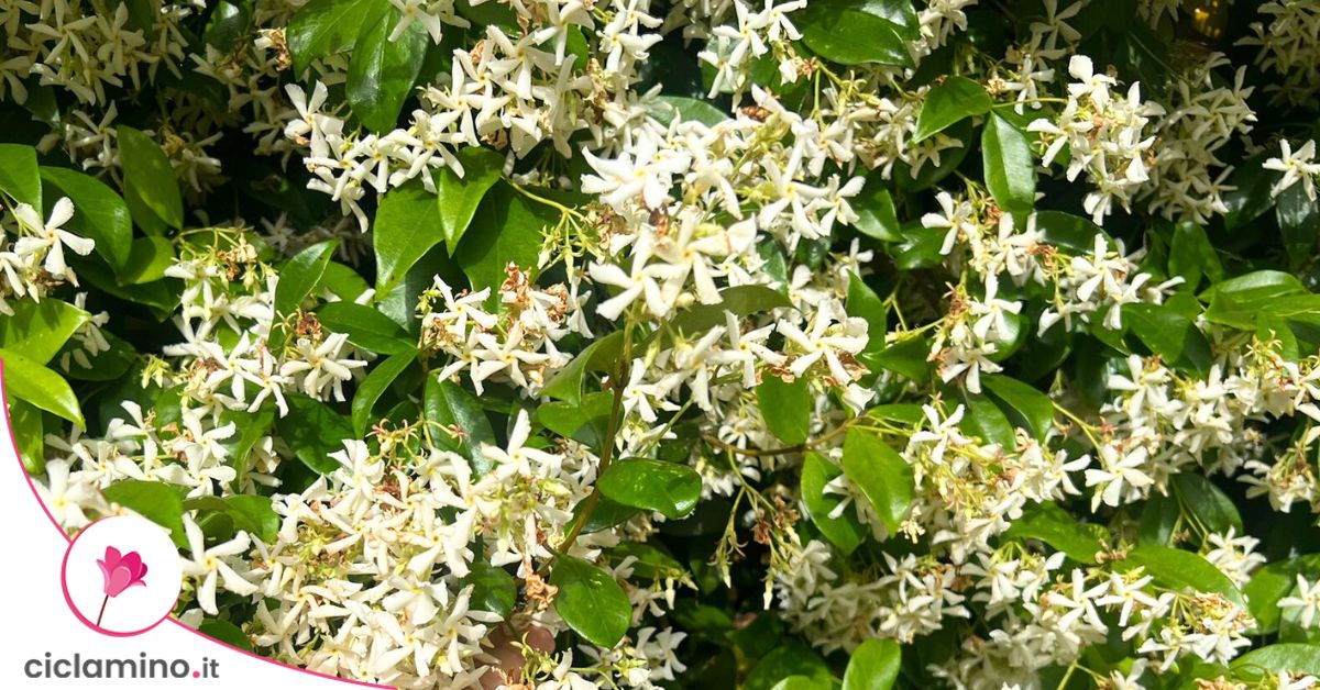 Come far crescere il Gelsomino sfruttando il caldo e la luce