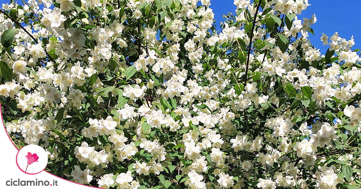 Conosci il Filadelfo, il Fiore d'Angelo? Ecco dei Consigli sulla cura