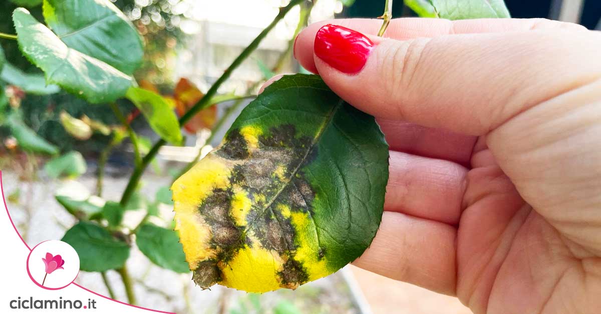 Come trattare le Rose con le macchie marroni sulle foglie