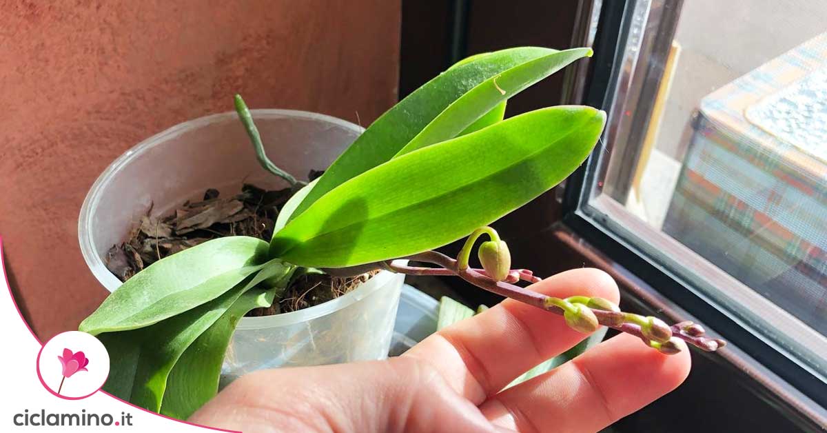 Come capire se l'Orchidea sta facendo uno Stelo o una nuova Radice ...