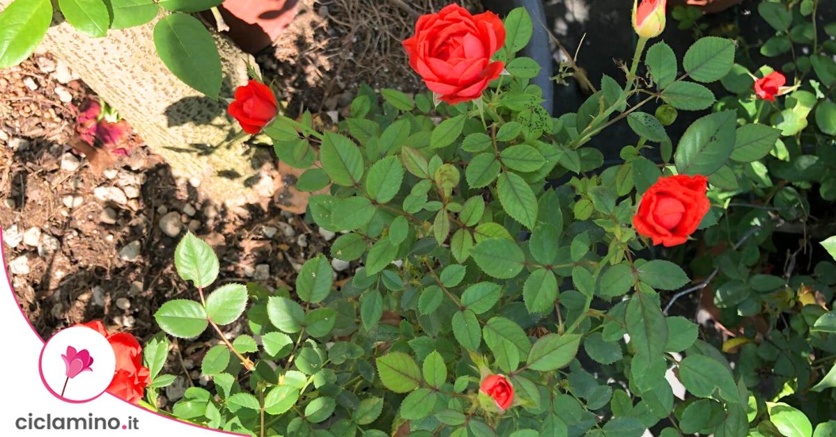 Tutto ciò che c'è da sapere nel dettaglio sulle innaffiature delle Rose ...