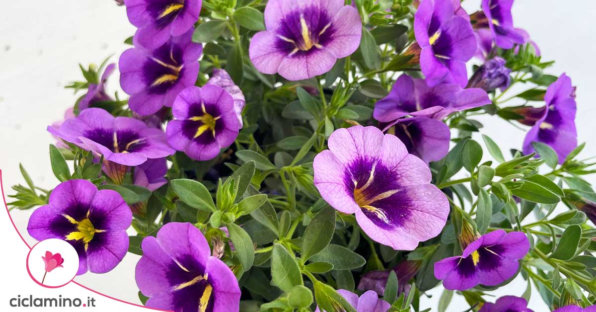 Come curare la Potunia, la sorella minore della Petunia