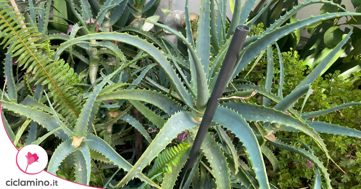 Se l'Aloe sembra rinsecchita in Estate puoi rimediare in questo modo ...