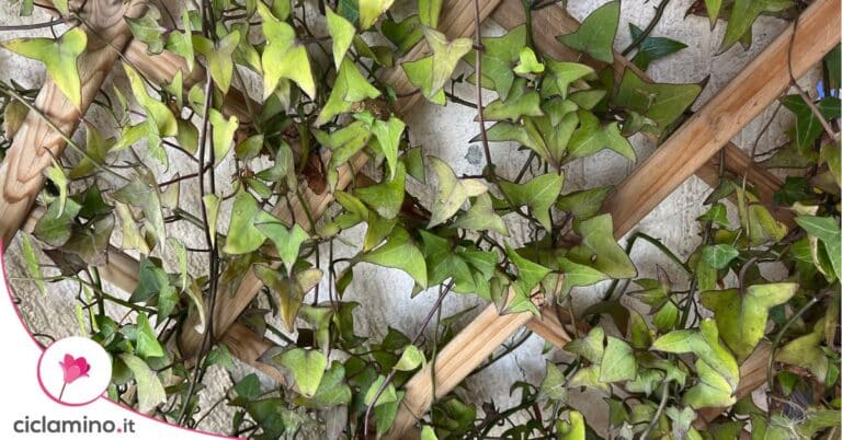 Le piante invernali adatte a un balcone freddo con poca luce