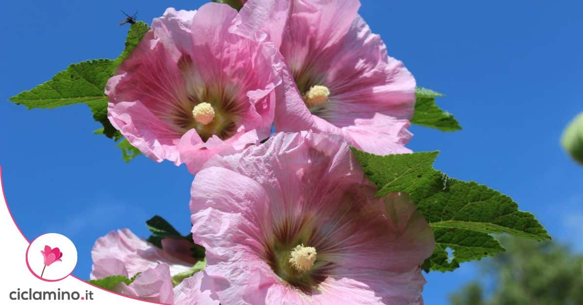 La Malvarosa: una bellezza estiva quasi dimenticata - Ciclamino.it