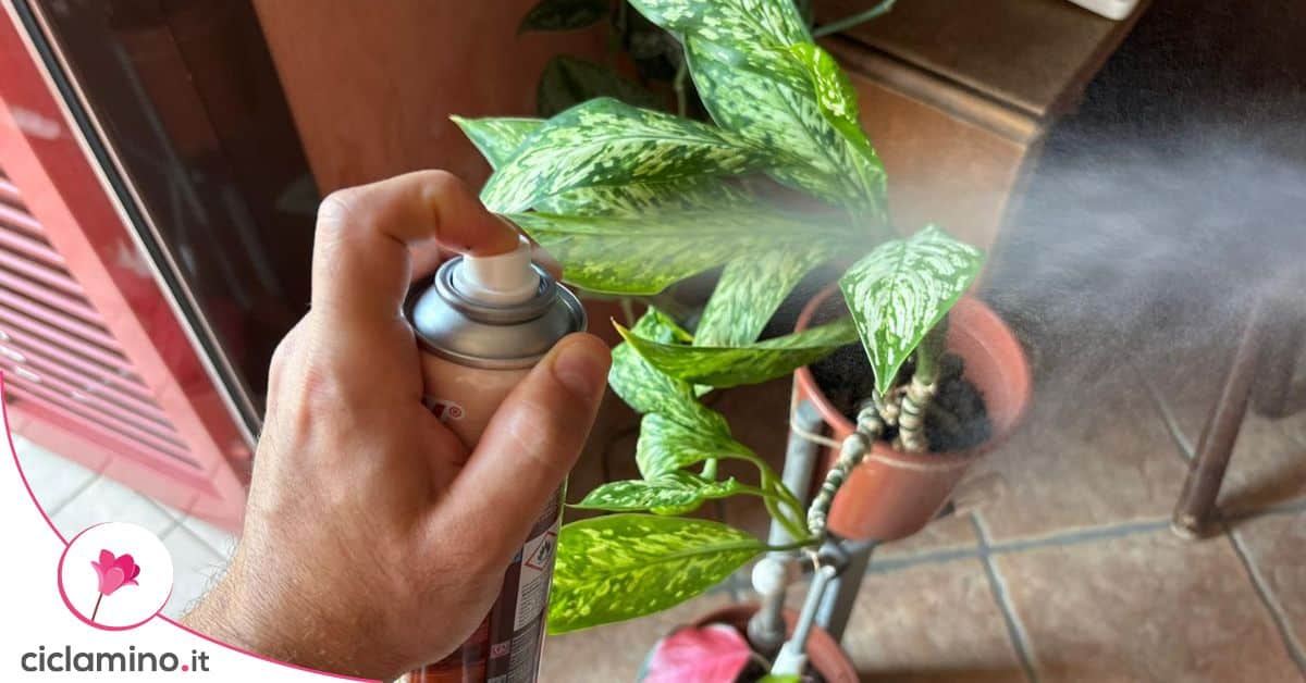 Gli Spray anti-formiche danneggiano le piante? - Ciclamino.it