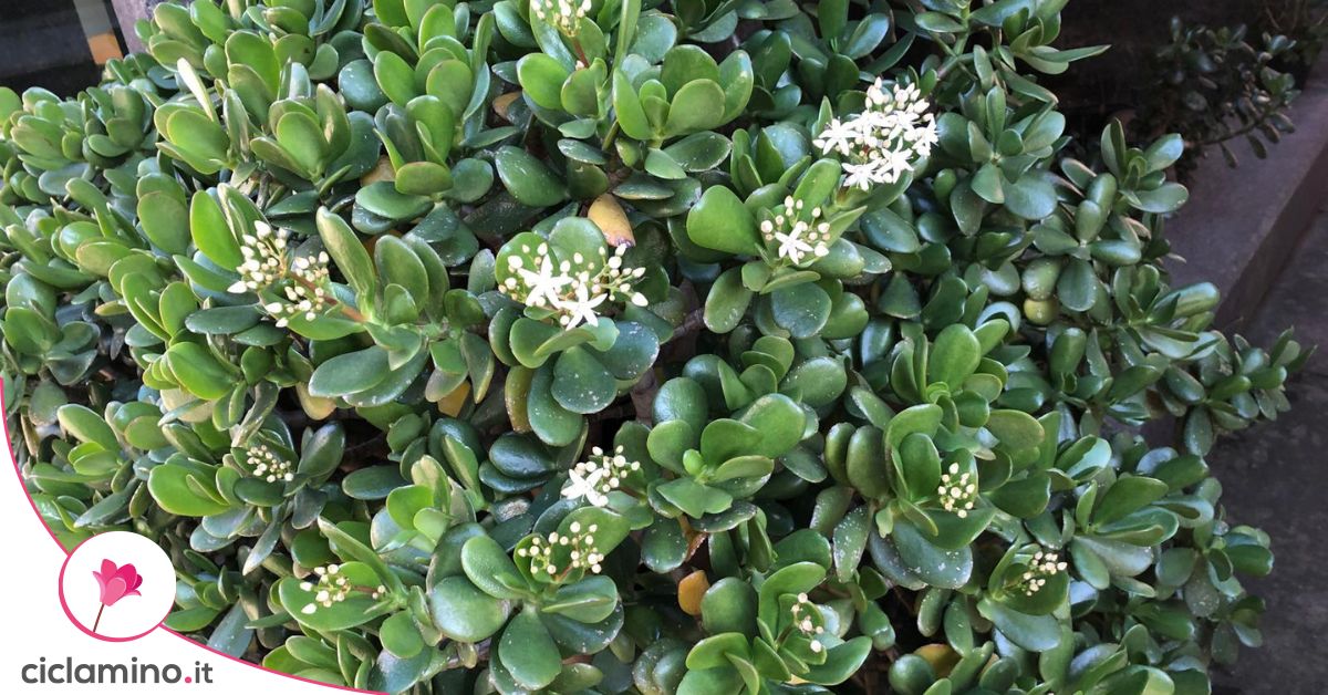 Cosa fare se l'albero di giada mostra segni di marciume