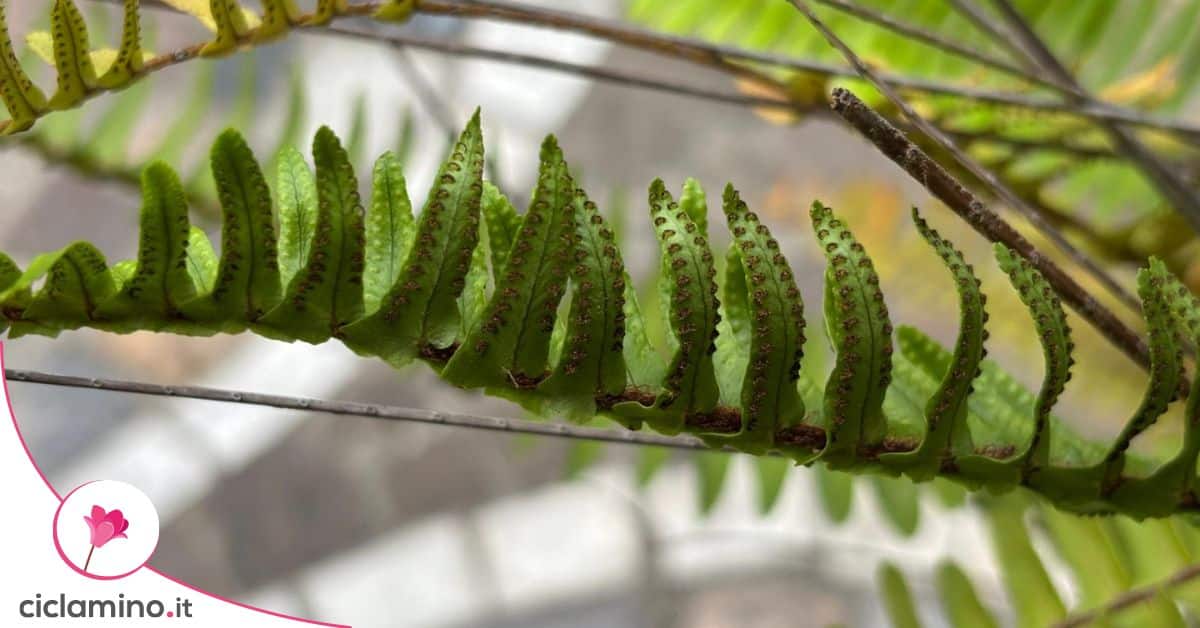 Come raccogliere le Spore per riprodurre la Felce