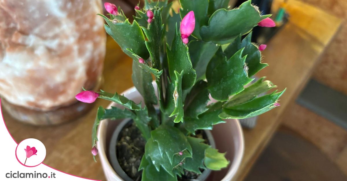 5+1 Consigli dei vivaisti per avere la Natalina fiorita per tutte le feste