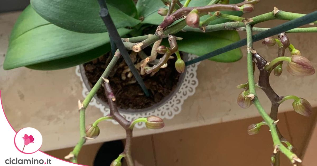 Se non ci sono ancora nuovi fiori sull'orchidea non è sempre una cosa ...