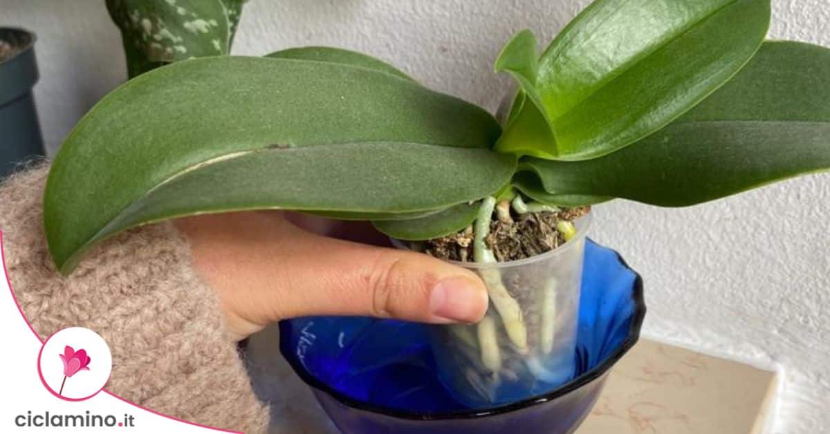 Sai come usare il riso per far fiorire prima le orchidee? - Ciclamino.it