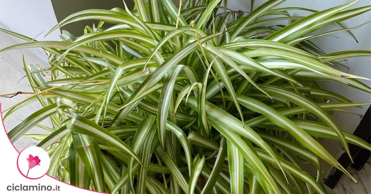 Le 6 piante più facili da curare in casa per chi ha poco tempo ...