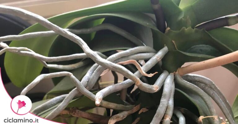La guida completa per la pulizia delle radici dell'orchidea