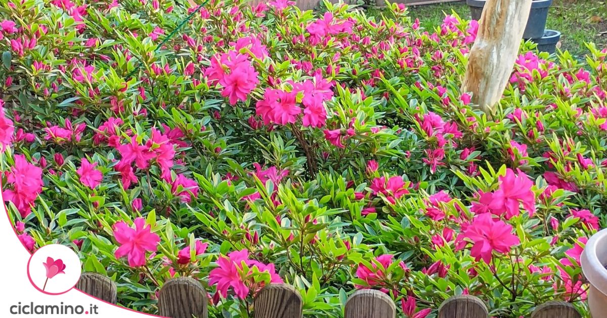 Questa azalea giapponese sta bene in ogni giardino di grandi dimensioni ...
