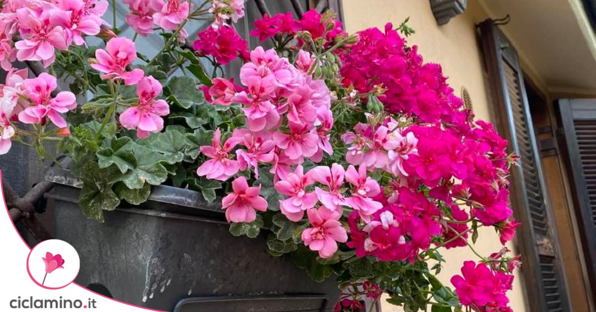 5 piante amiche del geranio da mettere sullo stesso balcone