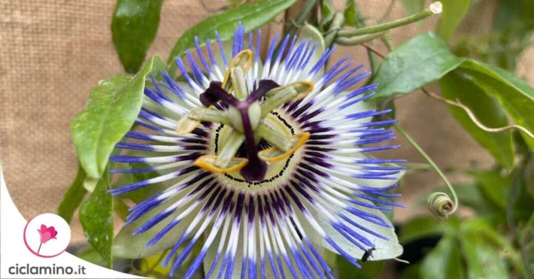 8 piante rampicanti con fioriture profumate e durature