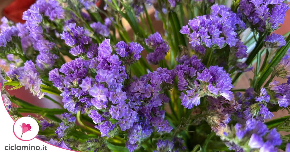 Questa pianta fa dei fiori che sembrano di carta e sta bene al pieno sole