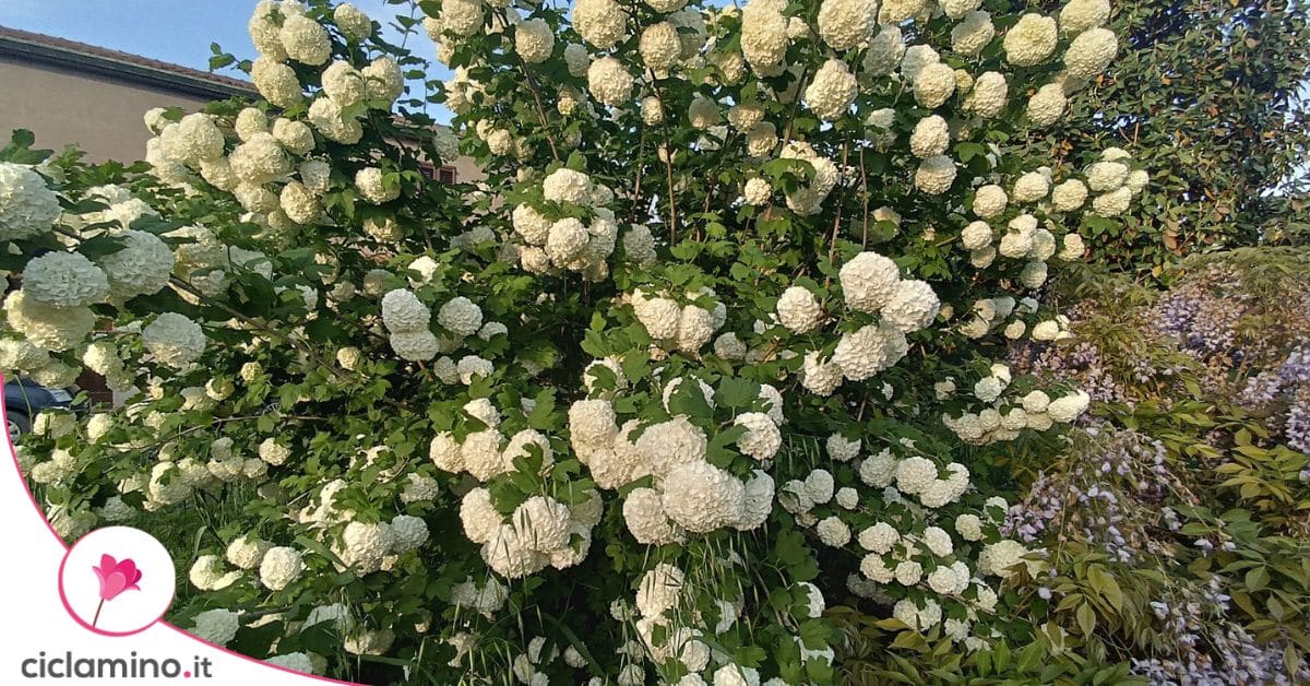 Queste palle di neve sono i fiori di questa pianta che fiorisce fino a ...