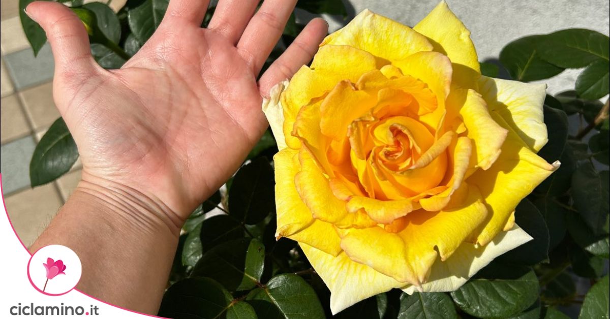 La Rosa Gialla Meilland con queste attenzioni darà fiori più grandi di ...