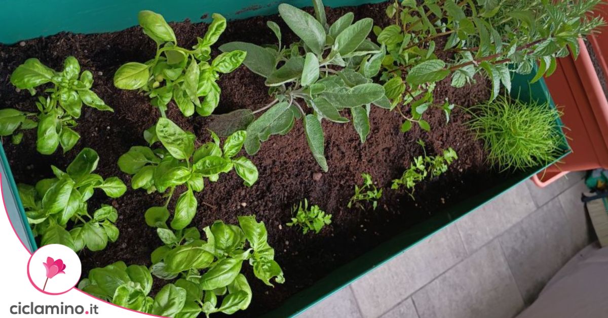 Come fare un Balcone mediterraneo tra profumi intensi e macchie di verde