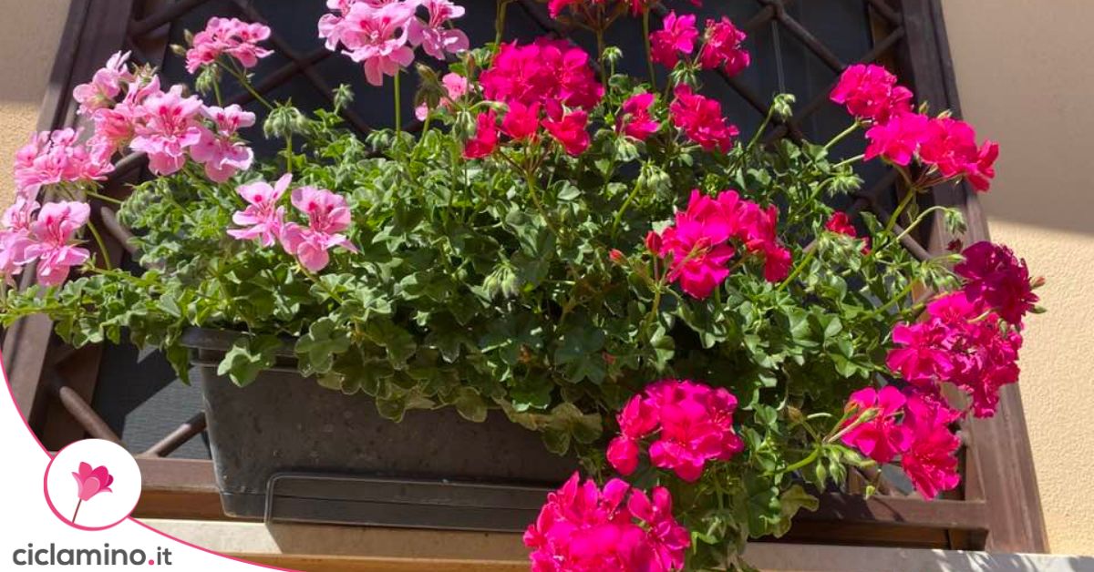 Metti queste piante in balcone che non temono il sole forte per tutta ...