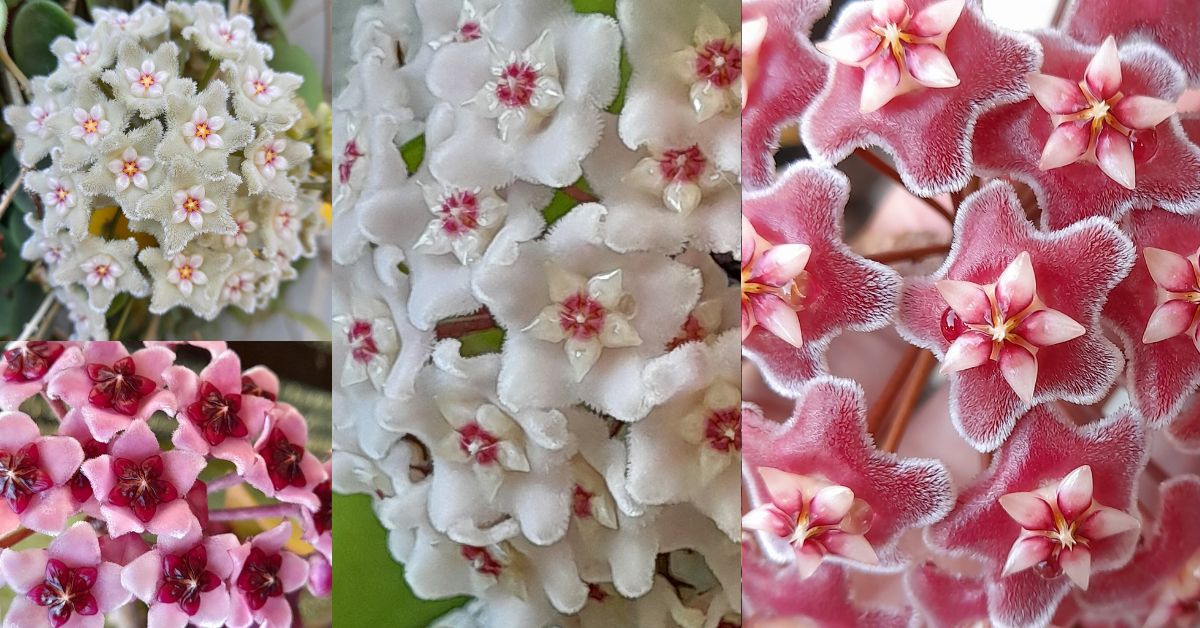 Se ti piace il fiore di cera dovresti conoscere queste varietà di Hoya ...