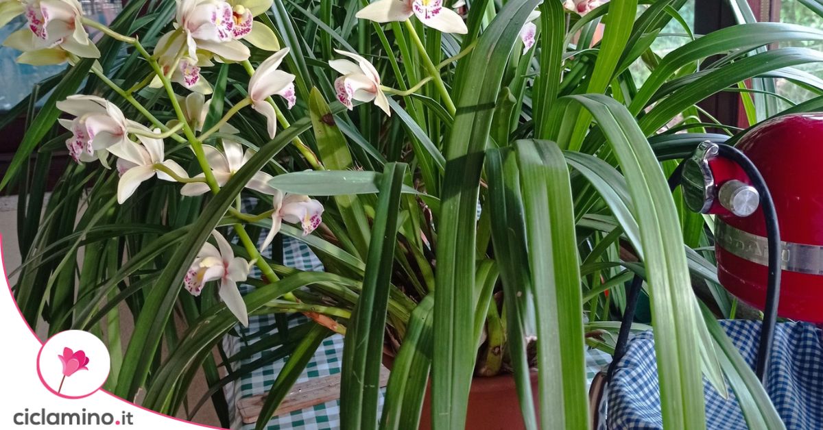 L'orchidea Cymbidium continuerà la fioritura per mesi se aggiungi ...