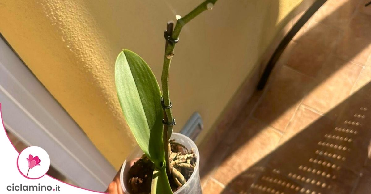 Se la tua orchidea ha lo stelo senza più germogli ti spiego perché non ...