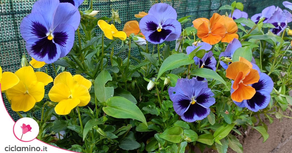 Innaffia bene le viole del pensiero per avere fiori così brillanti e ...