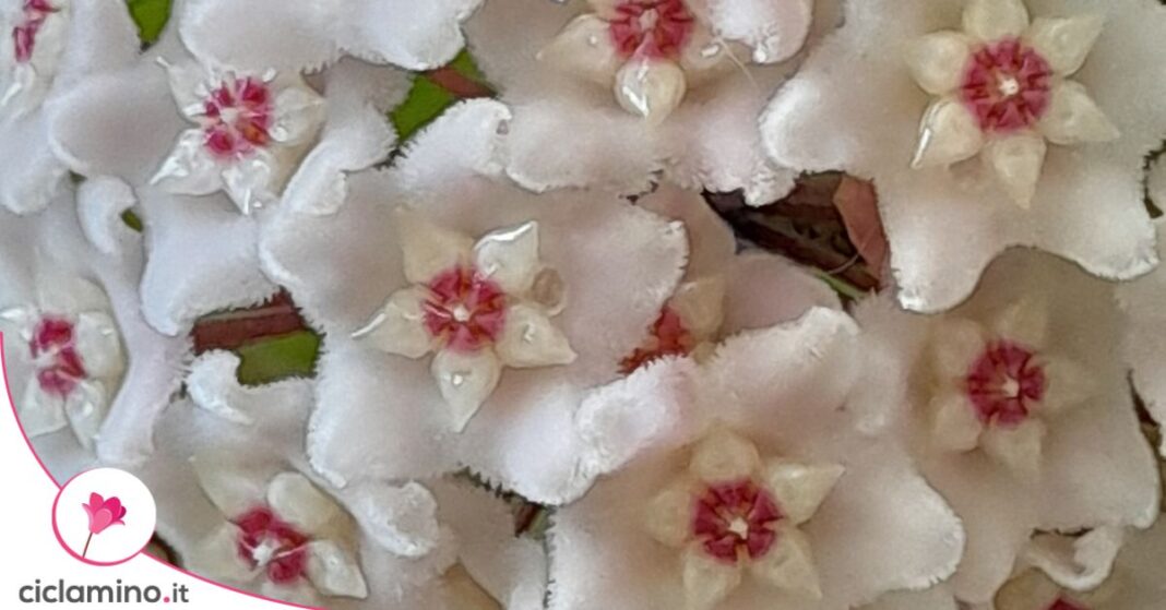 Se ti piace il fiore di cera dovresti conoscere queste varietà di Hoya ...